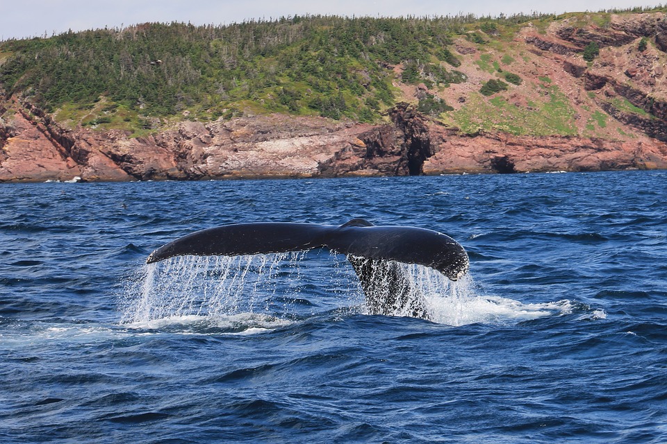 AskOliveJames - THE ULTIMATE GUIDE TO NEWFOUNDLAND CANADA • AskOliveJames
